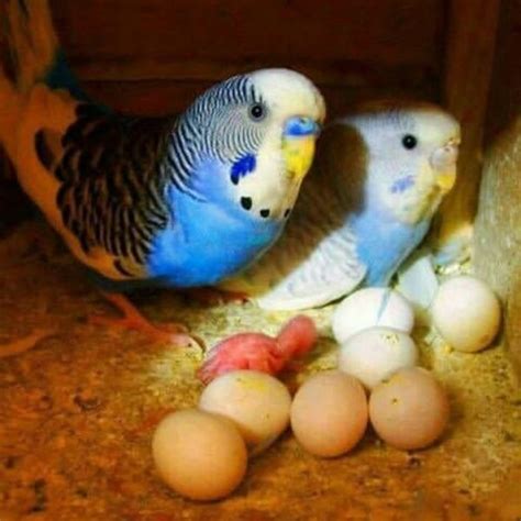 Fertile Hatching Eggs For Sale Archives Exotic Global Parrots Farm