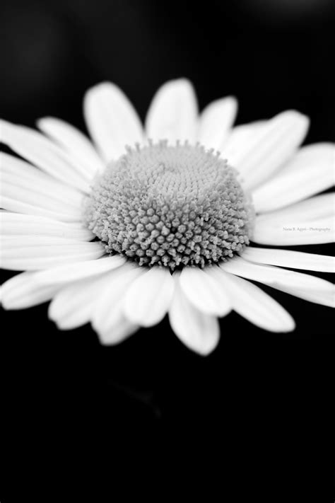 무료 이미지 검정색과 흰색 화이트 사진술 꽃잎 단색화 닫다 Bw 검정 흰색 미술 소니 탐런 90mm 거베라 화려한 A700 매크로 사진 꽃