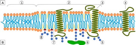 In A Cell What Are Lipid Rafts Anfd Lipid Rafts Are Rich In Which Ty AskIITians