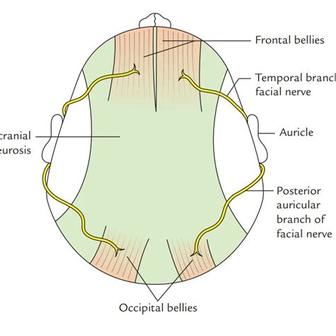 Occipitofrontalis Muscle Informative Biology Facebook