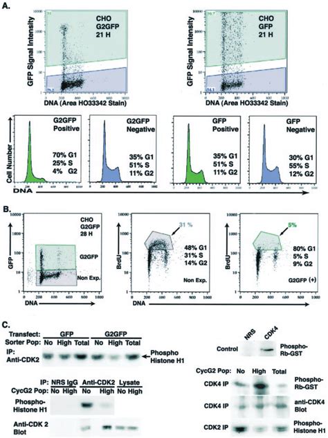 Flow Cytometry And Cell Cycle Analysis Of Cyclin G2 Expressing Cells