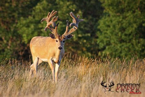 Monster Whitetail Deer Buck