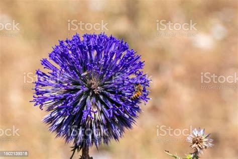 Echinops Bannaticus 블루 글로브 엉겅퀴의 바이올렛 꽃 해바라기 가족의 일원 선택적 초점 가시에 대한 스톡 사진 및 기타 이미지 Istock