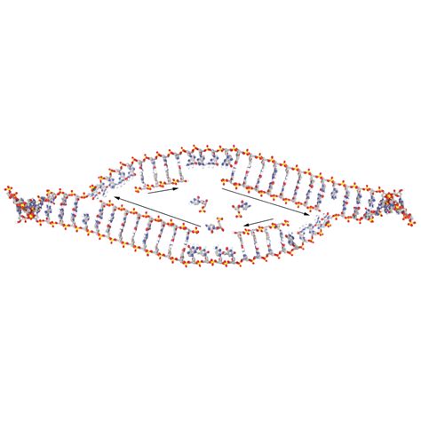 Dynamic Dna Kit© Carolina Biological Supply