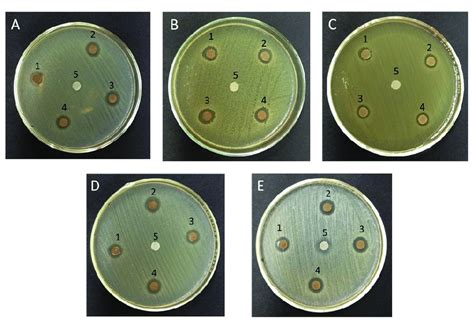 Antimicrobial Activity Against A Streptococcus Mutans B Download Scientific Diagram