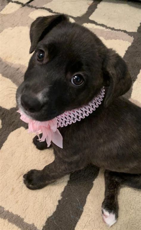 Meet Sissy Sad Story Mini Mutts Animal Rescue