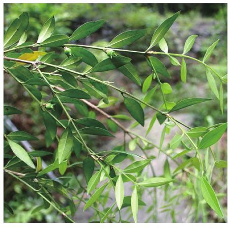 尖叶黄杨 神农架植物 图片