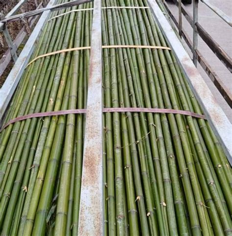 ბამბუკის ყიდვა გაყიდვა