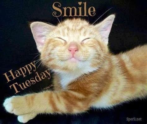 Smile Its Tuesday Funny Cat Pictures Happy Animals Happy Cat