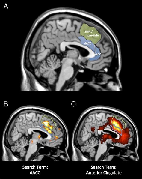 Anterior Cingulate Cortex