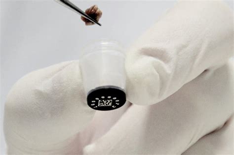 Storage Of Fresh Frozen Tissue Samples Scientist Live