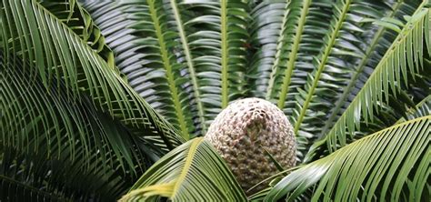 Mesozoic Plants