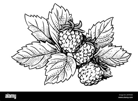 Raspberry Branch Hand Drawing Ink Sketch Engraving Style Vector