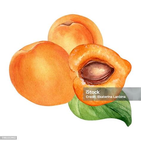 전체 살구 흰색 배경에 고립 된 잎에 과일을 분할하는 수채화 그림 살구 구덩이 복숭아 천도 복숭아 손으로 그렸습니다 패키지 오일 화장품 요리책의 디자인 요소 살구에 대한