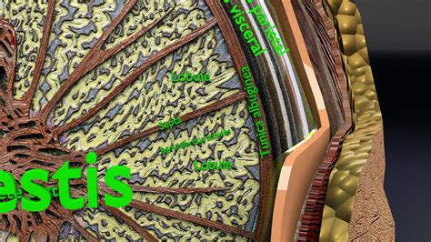 Stl File Testis With Covering Layers 3d Model・3d Printer Design To Download・cults