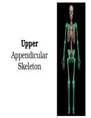 Upper Appendicular Skeleton Pptx Upper Appendicular Skeleton Clavicle Acromial End Conoid