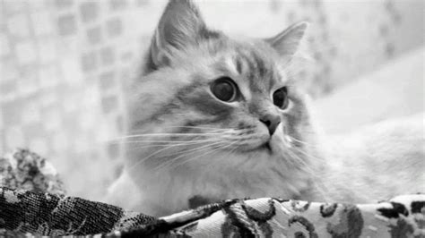 КОШАЧИЙ КАЙФ Youtube