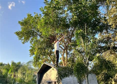 Expert Tree Removal Sarasota SRQ Tree Service Company