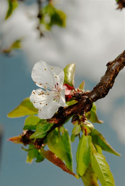 배경에 푸른 하늘이 있는 나뭇가지에 흰 꽃 사진 Unsplash의 무료 우크라이나 이미지