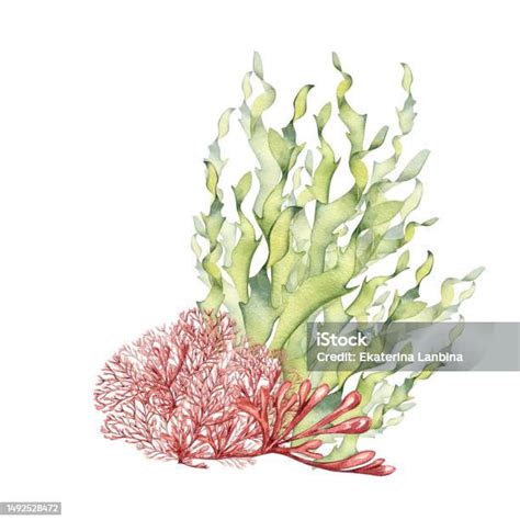 바다 식물 흰색 배경에 분리된 산호 수채화 그림 핑크 한천 한천 해초 Laminaria 손으로 그렸습니다 패키지 라벨 광고 포장 해양 수집을 위한 디자인 요소 클로렐라에
