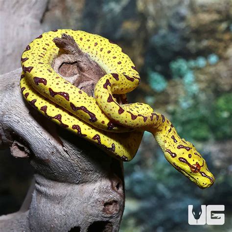 Baby Biak Green Tree Pythons Morelia Viridis For Sale Underground