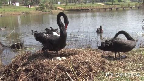 鄱阳湖国家湿地公园虎年首批4只黑天鹅宝宝孵化出生 知乎
