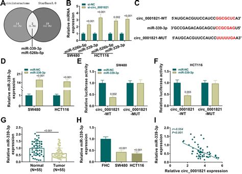 Circ0001821 Directly Targeted Mir 339 3p A The Circinteractome And