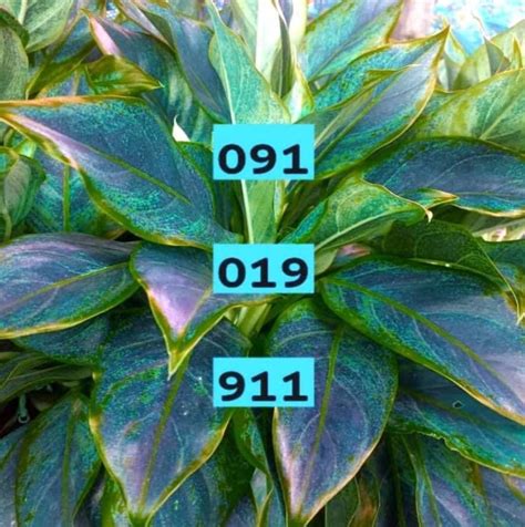 495 Bccc8 B704 4 B59 8895 E48 Be22 E0 Ffa — Postimages