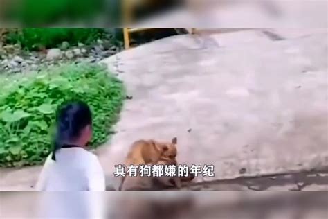 真有狗都嫌的年纪？萌娃竟逼得狗子一家狂奔萌娃真有狗年纪