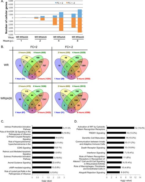 Microarray Analysis And Ipa Of Cellular Transcripts Regulated By Wr And Download Scientific