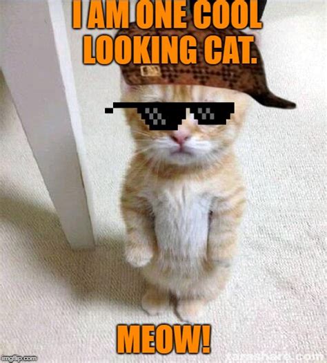 Cool Cat Meme Cat Memes The Viral Phenomenon