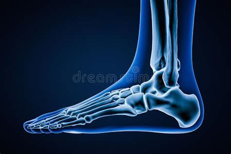 Xray Lateral Or Profile View Of The Fornix 3d Rendering Illustration
