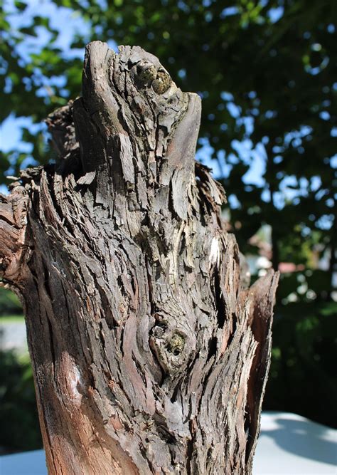Old Wine Wood Free Standing Nature Art Magical Item Raw Wood Piece