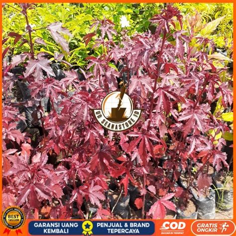 Jual Tanaman Hias Red Maple Red Panama Bahan Bonsai Red Maple Panama