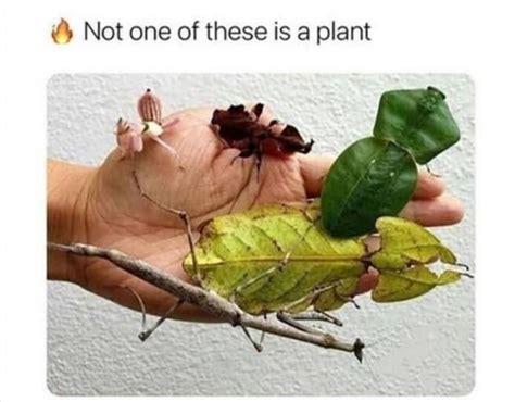 Thanks I Hate These Plant Bugs R Wowiactuallyhatethis