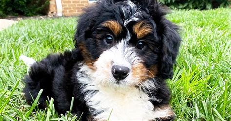Mini Bernedoodle Pictures And Full Description Premier Pups