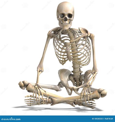 Anatomical Correct Male Skeleton Stock Image 18095929