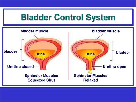 Bladder Control Strategies At David Cohen Blog