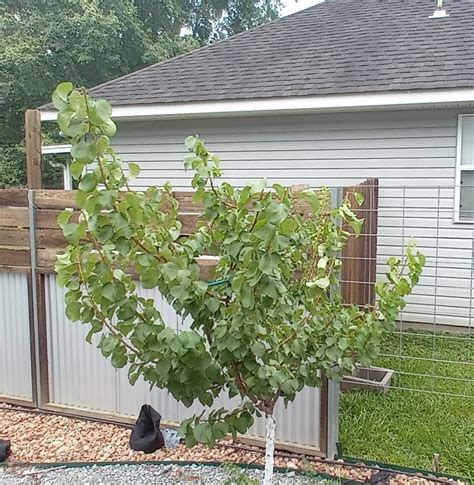 Cot N Candy Aprium Pruning Advice Needed General Fruit Growing Growing Fruit