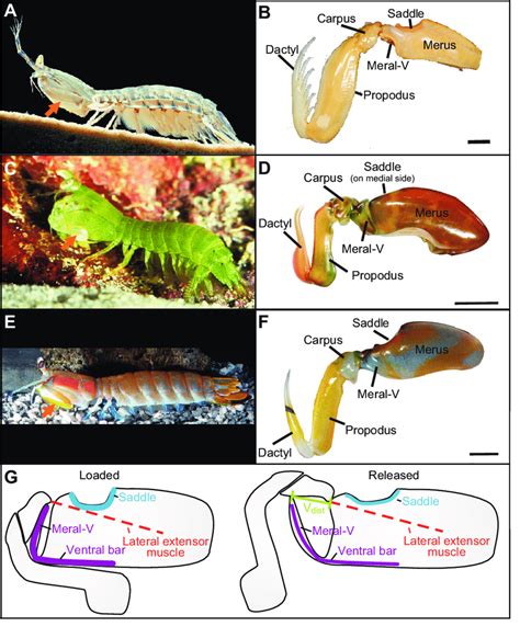 Mantis Shrimp Anatomy モンハナシャコ 🦐 Peacock Mantis