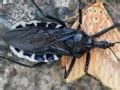 カメムシ目 ZATTAな昆虫図鑑