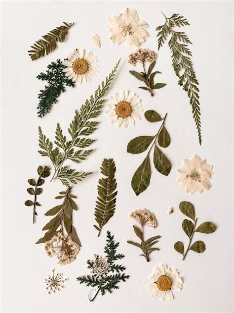 건조한 나뭇잎 드라이플라워 수직 쐈어 허브 흰색 배경에 관한 무료 스톡 사진