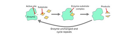 Labeled Enzymes Lock And Key