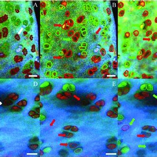 Example RGB Images Used For Annotation Training And Viability Download Scientific Diagram