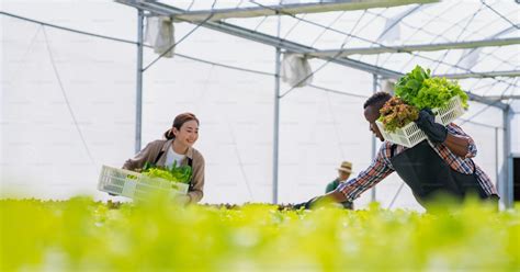 유기농 채소 수경 농장에서 일하는 남자와 여자 농부 온실 농장에서 야채 바구니를 들고 있는 남성과 여성 샐러드 정원 노동자