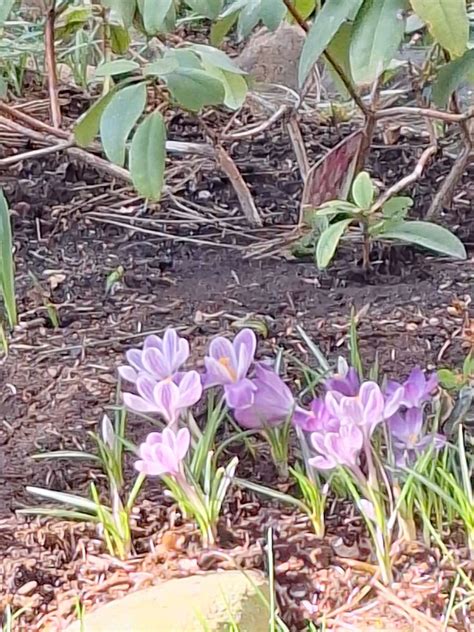 Spring Spring Online Puzzle