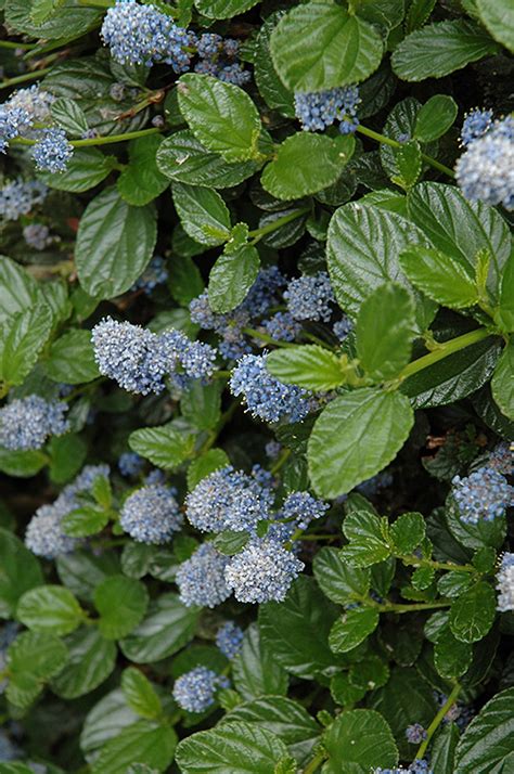 Victoria California Lilac Ceanothus Thyrsiflorus Victoria In