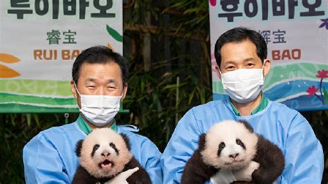 [포토]푸바오 동생 쌍둥이 판다 루이바오 후이바오 공개