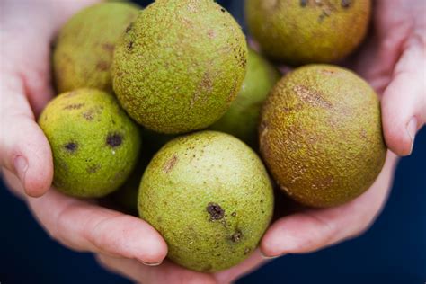 How To Harvest Black Walnuts And Enjoy Their Delicious Flavor