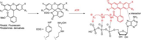 Microwave‐assisted Syntheses Of Rhodamine Rhodol And Fluorescein